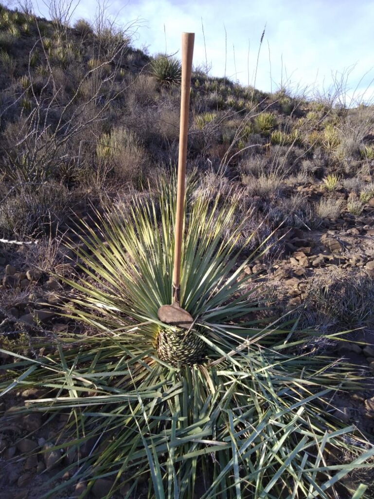 Agua de las verdes matas… Sotol, el ‘excéntrico’ elixir del desierto de ...