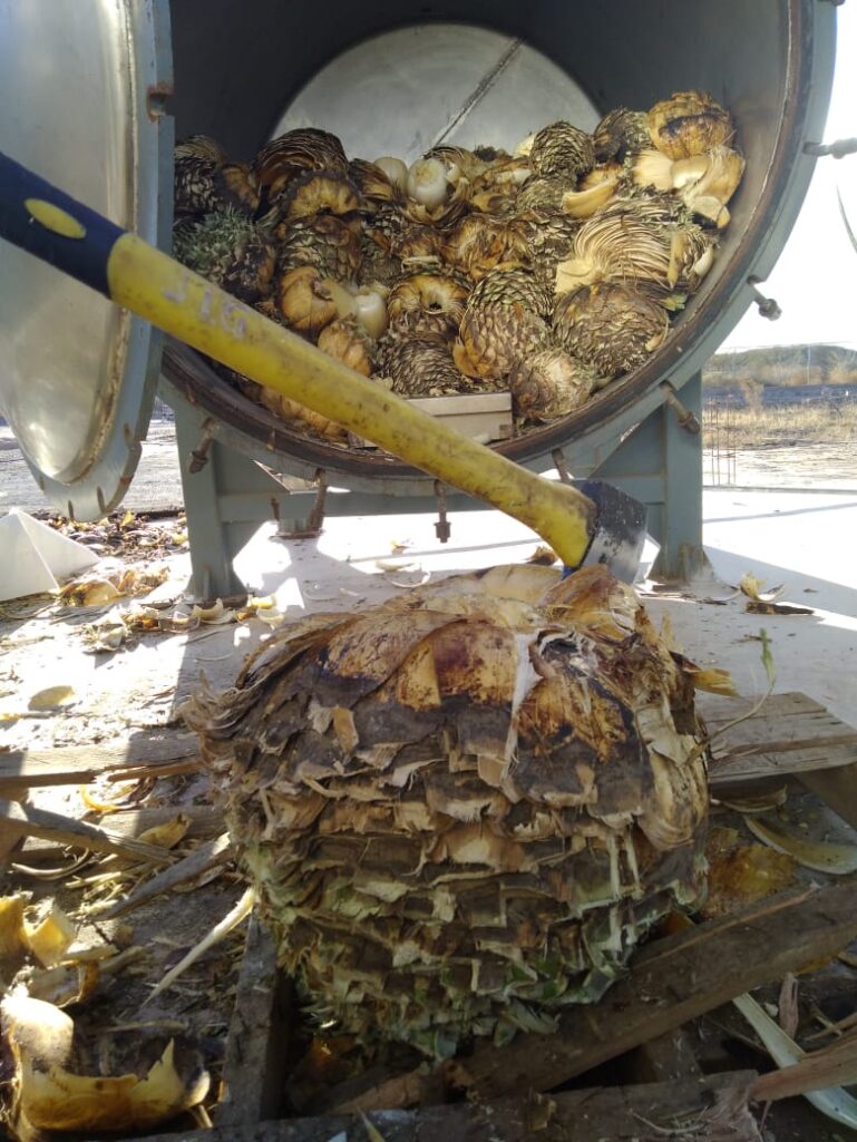 Agua de las verdes matas… Sotol, el ‘excéntrico’ elixir del desierto de ...
