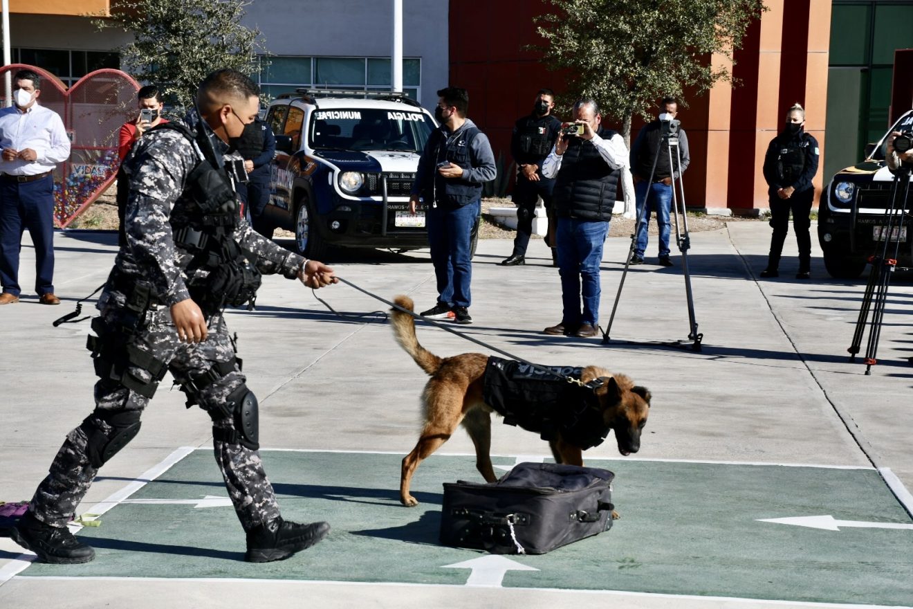 Unidad canina K9 inicia labores de seguridad y prevención en Ramos Arizpe