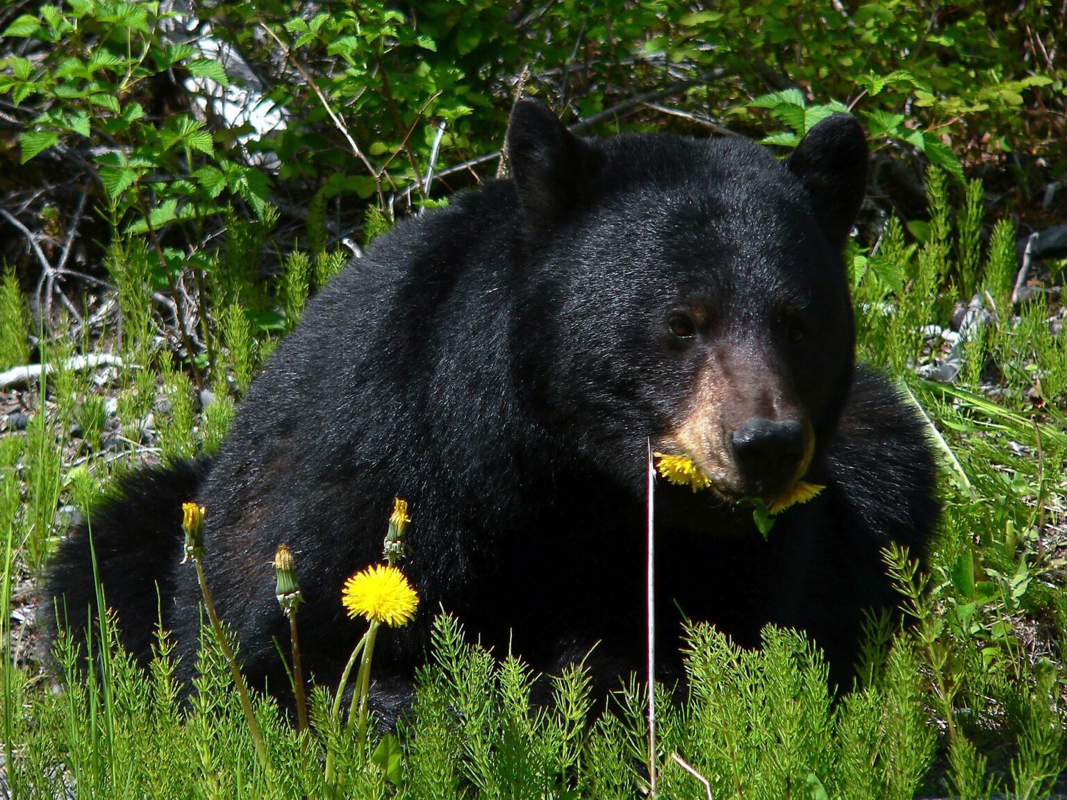 Crea PROFAUNA fondo para la conservación del oso negro