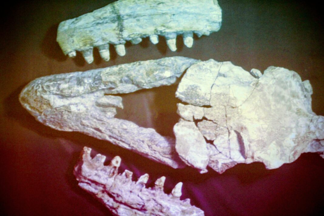 Confirma investigador de Museo del Desierto nueva especie de mosasaurio ...