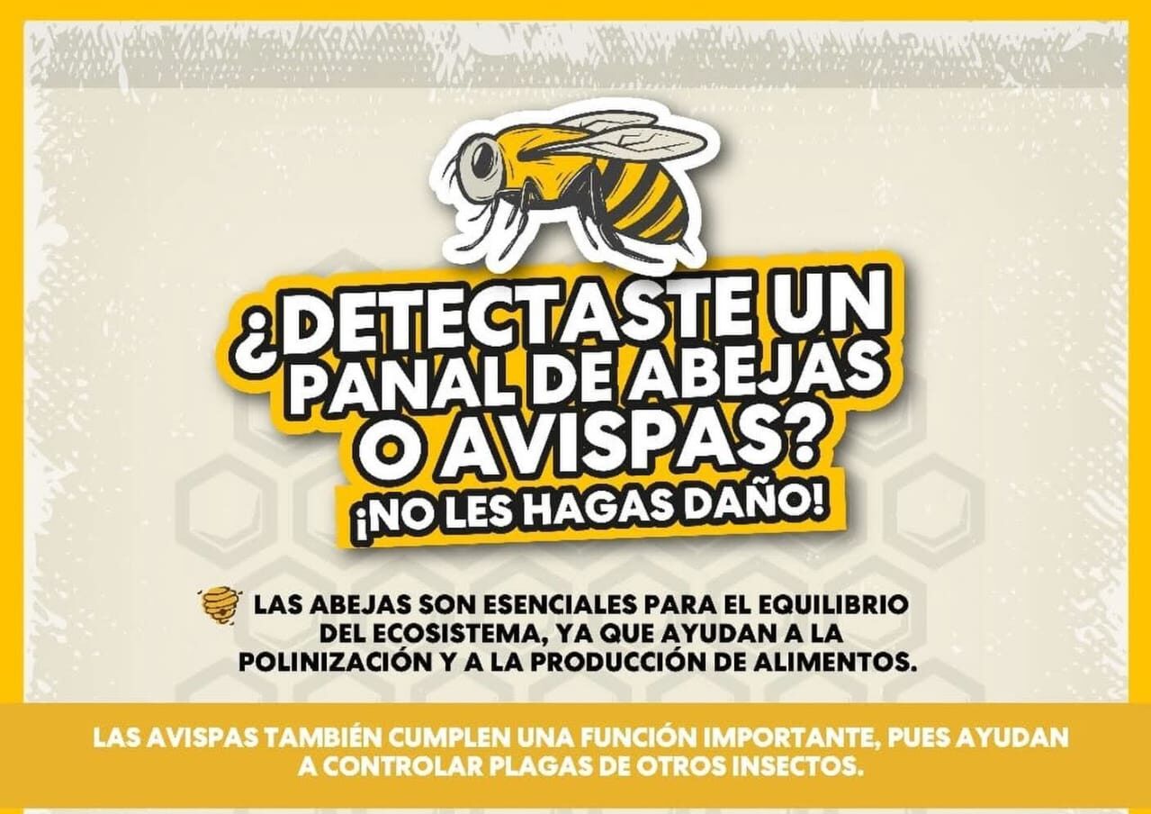 Llaman en Saltillo a proteger panales de abejas y avispas; piden ...